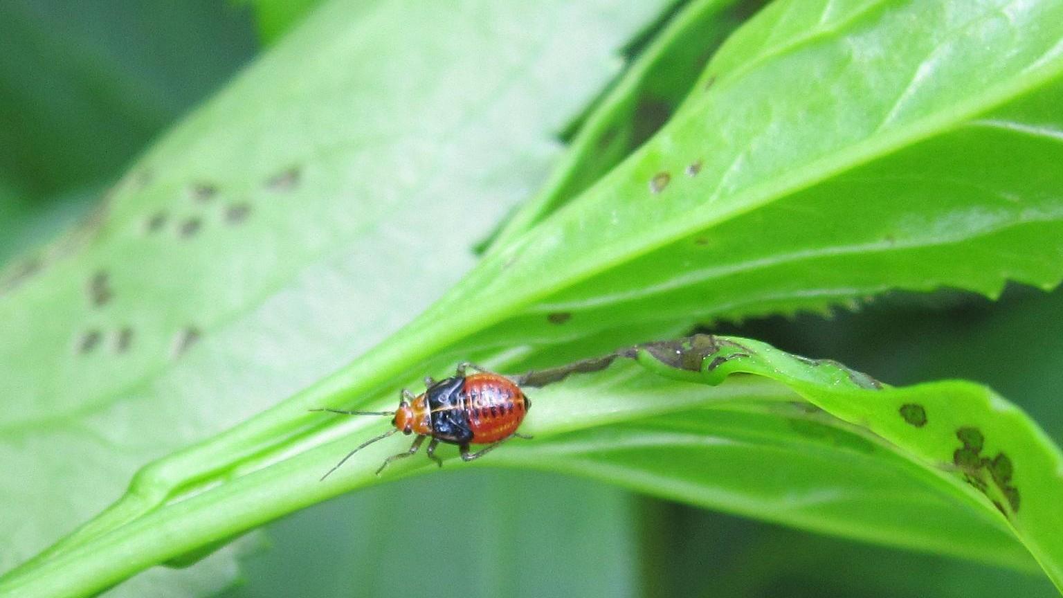 Plant Bugs on Flowers | University of Maryland Extension