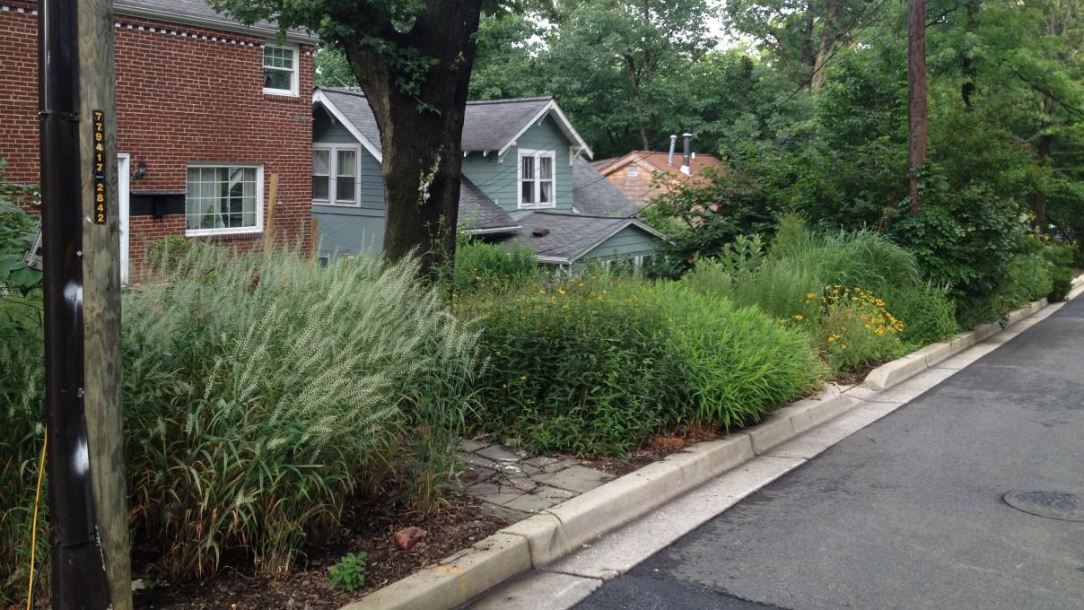 Ornamental and Native Grasses for the Landscape | University of ...