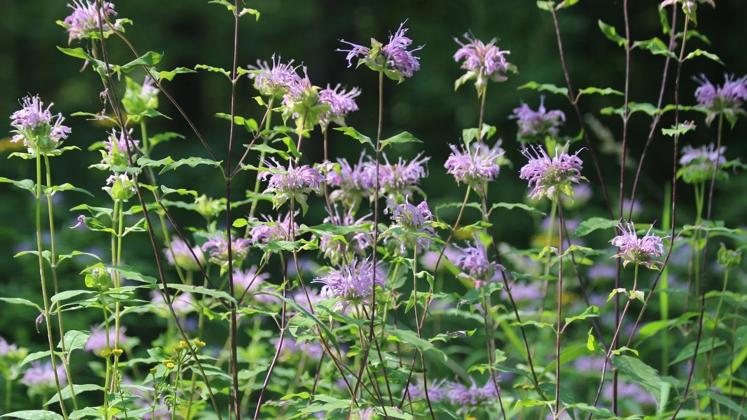Recommended Native Plants for Maryland | University of Maryland Extension