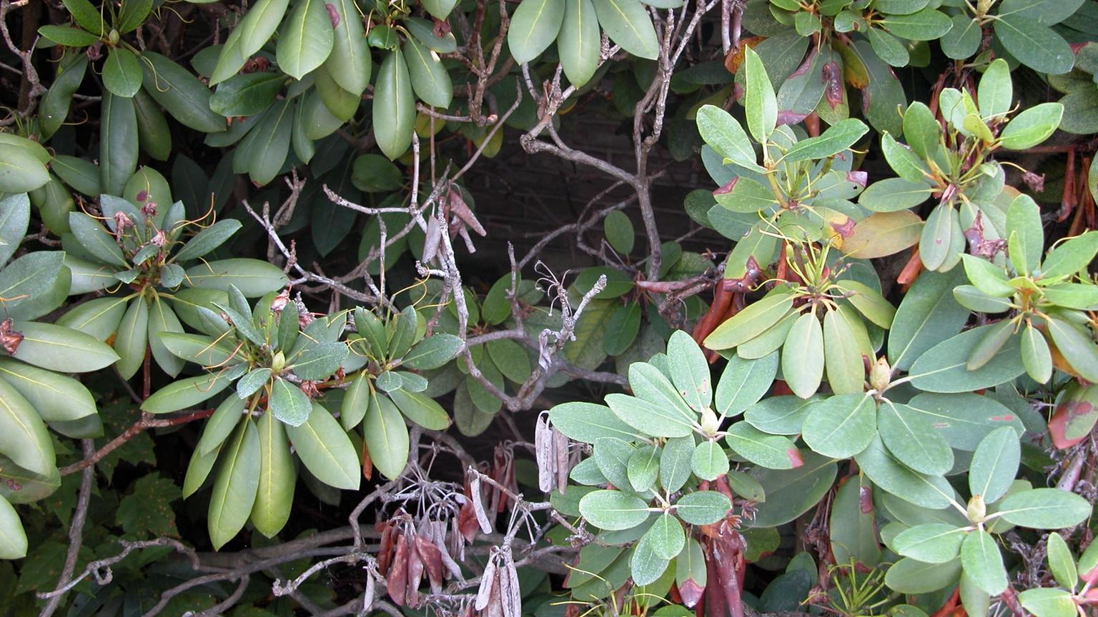 Botryosphaeria Canker of Shrubs | University of Maryland Extension