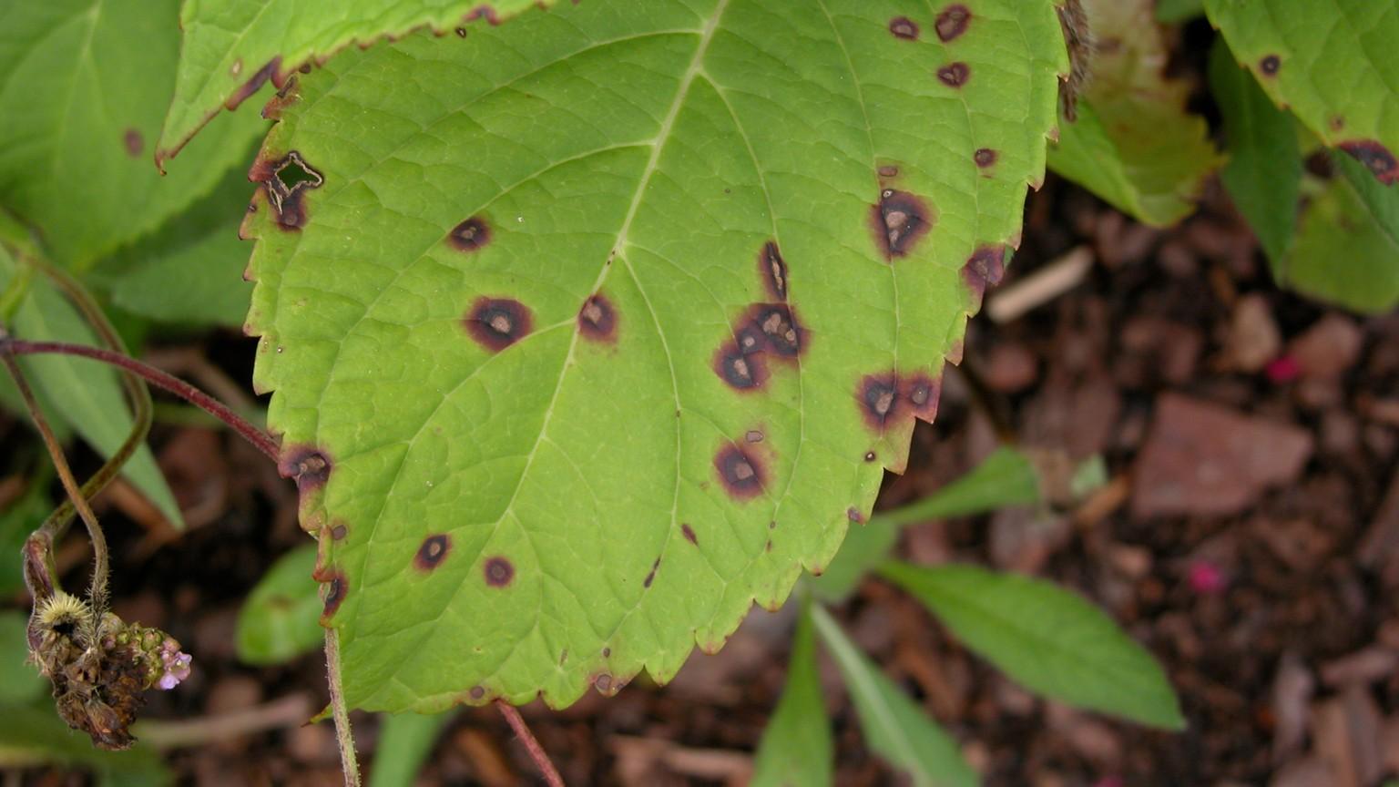 Fungal Leaf Spots on Shrubs | University of Maryland Extension