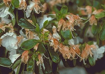 Azaleas and Rhododendrons: Identify and Manage Problems | University of ...