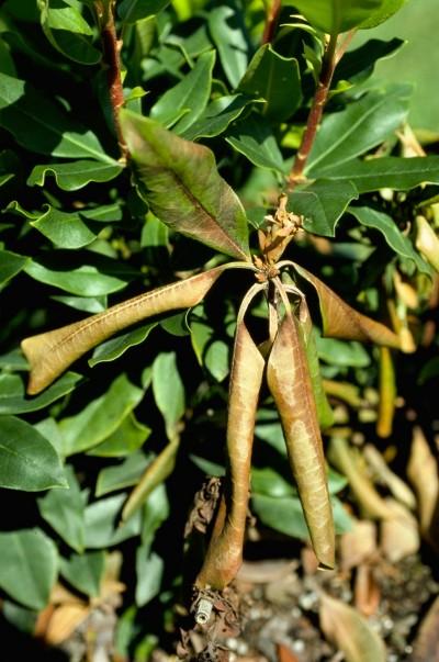 Azaleas and Rhododendrons: Identify and Manage Problems | University of ...