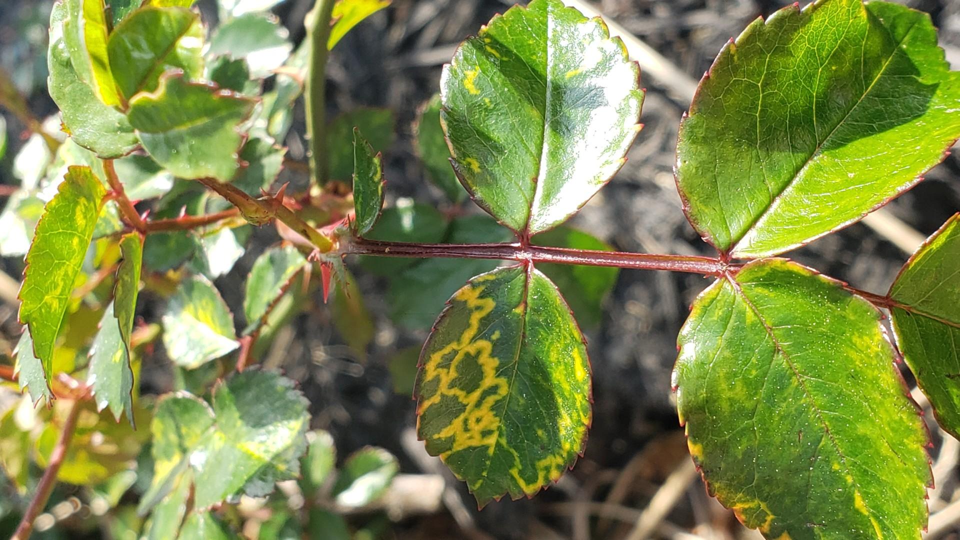 Virus Diseases of Shrubs | University of Maryland Extension