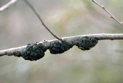 Black Knot Disease on Trees | University of Maryland Extension