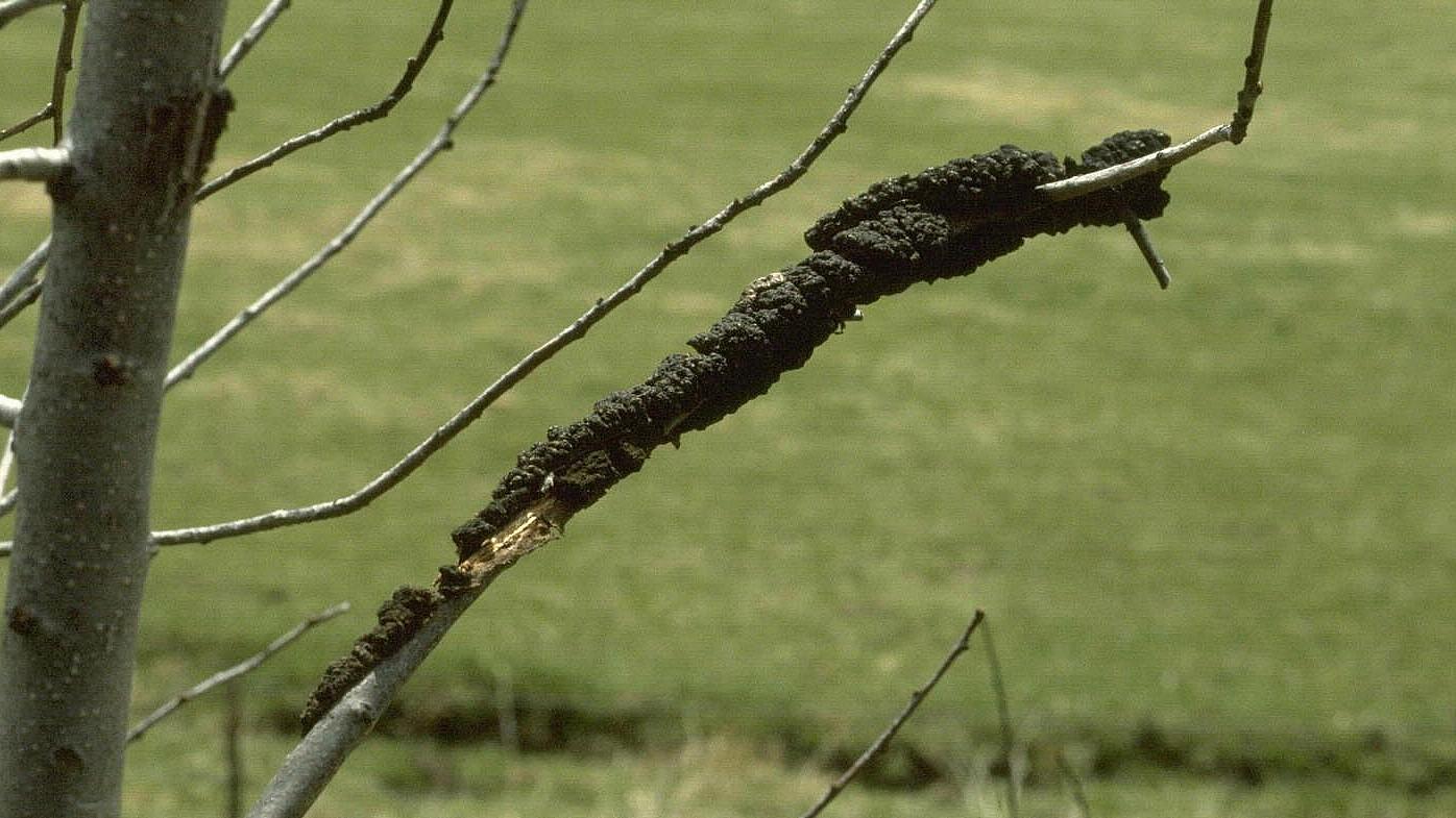 Black Knot Disease on Trees | University of Maryland Extension