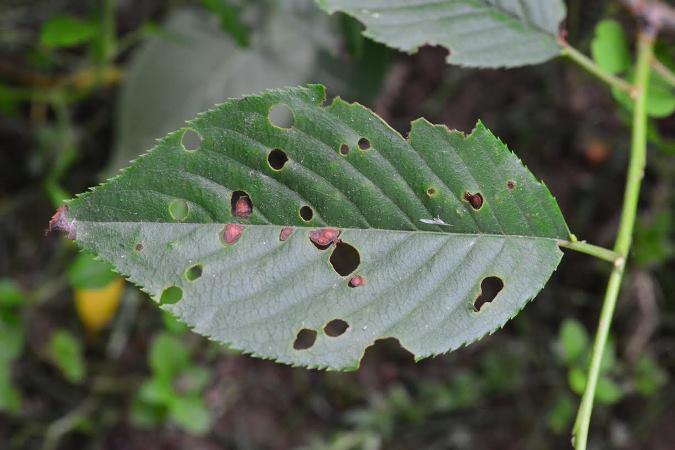 Cherry Shot Hole Disease | University of Maryland Extension