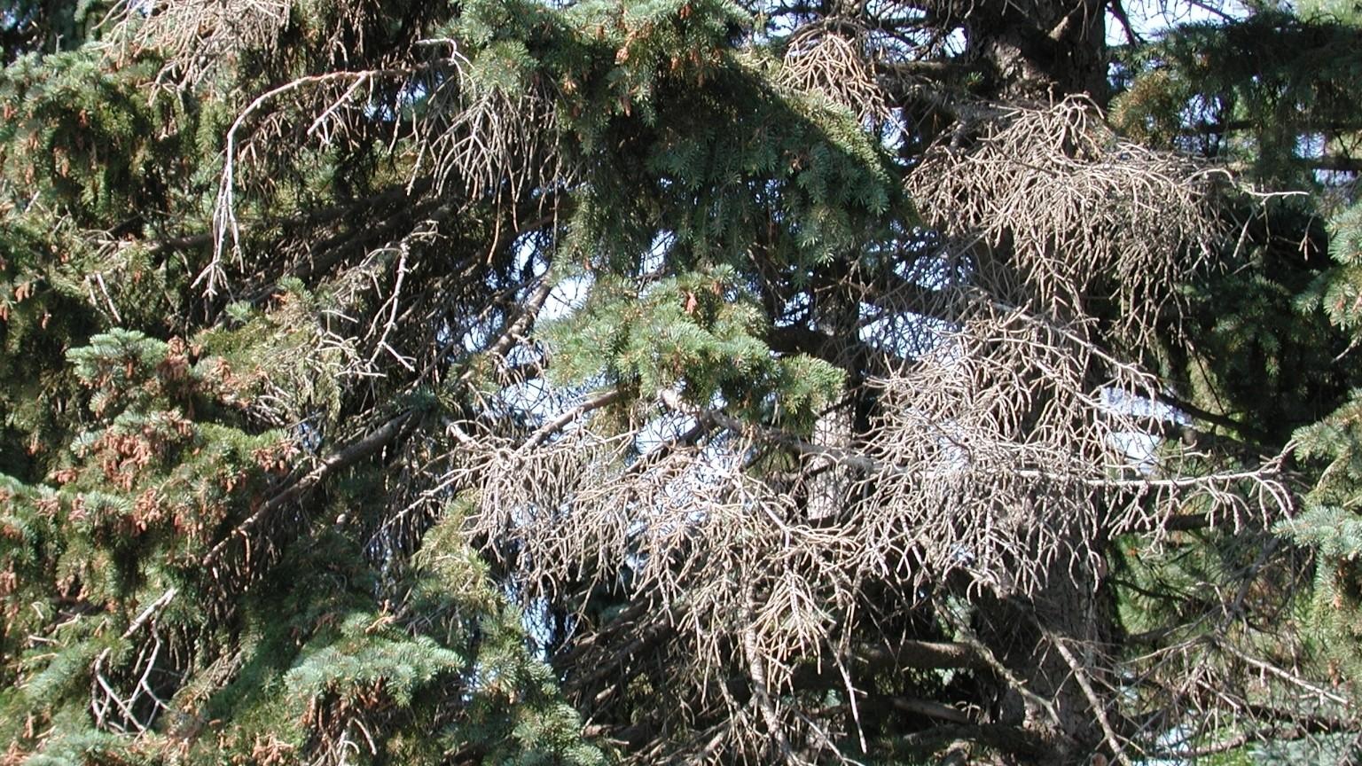 Cytospora Canker of Spruce Trees | University of Maryland Extension