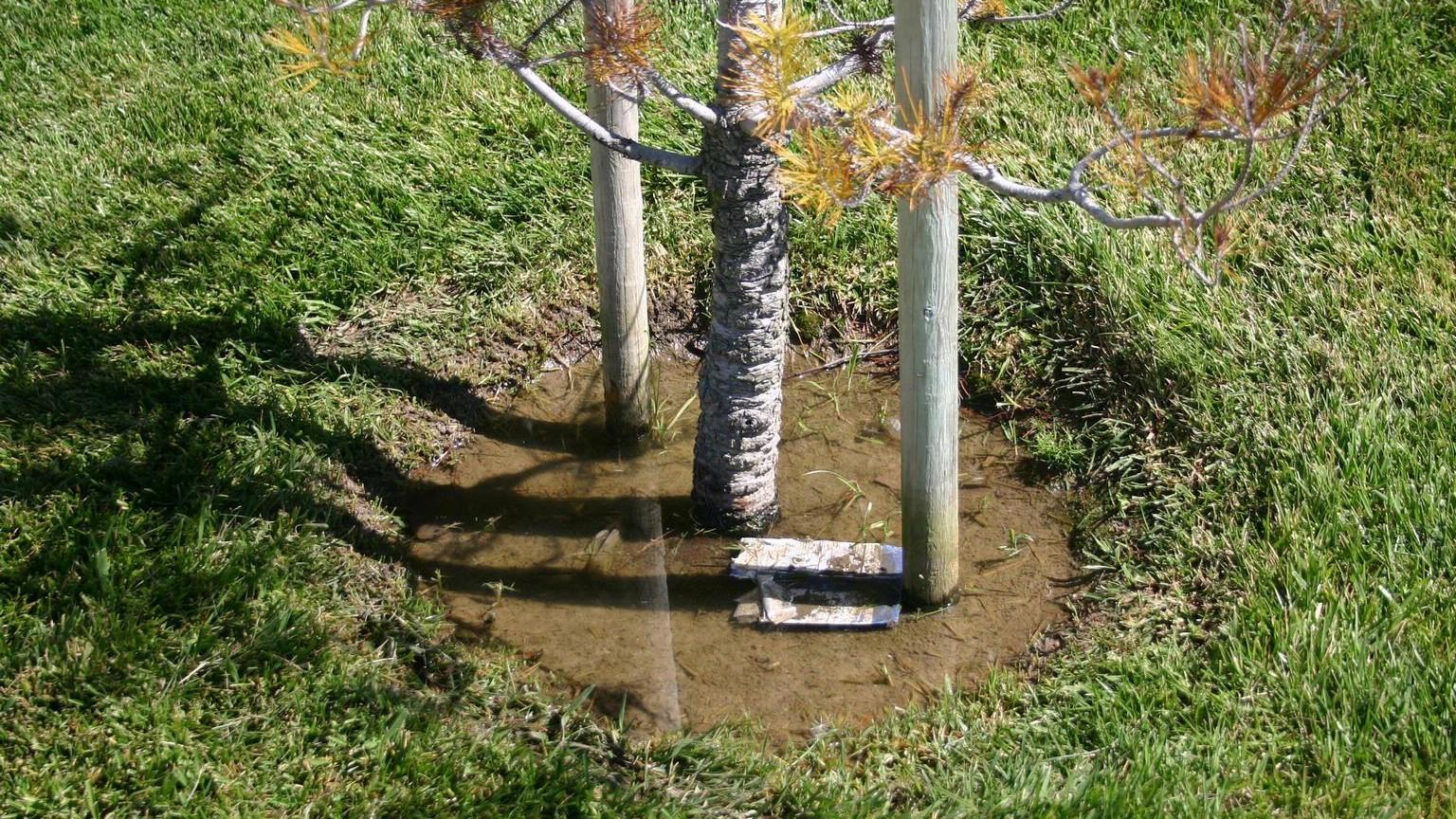 Tree Problems Caused by Excess Water | University of Maryland Extension