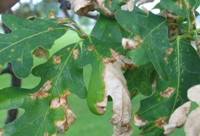 Why Oak Trees are Declining or Dying | University of Maryland Extension