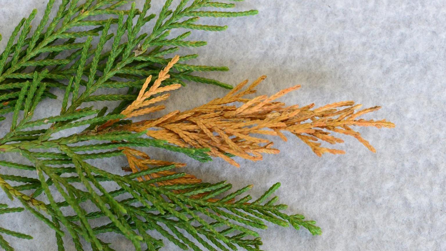 Seiridium and Botryosphaeria Canker of Leyland Cypress | University of ...