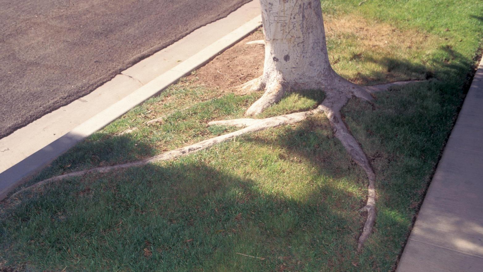 What Causes Trees and Shrubs to Die? | University of Maryland Extension