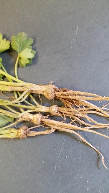 Buttercup (Bulbous) | University of Maryland Extension