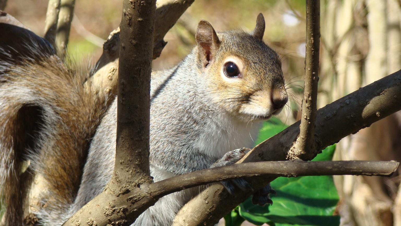 Squirrel Damage on Trees and Shrubs | University of Maryland Extension