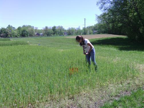 Managing the Weed Seedbank with Cover Crops and Tillage | University of ...