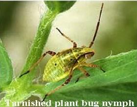 Tarnished Plant Bug Management | University of Maryland Extension