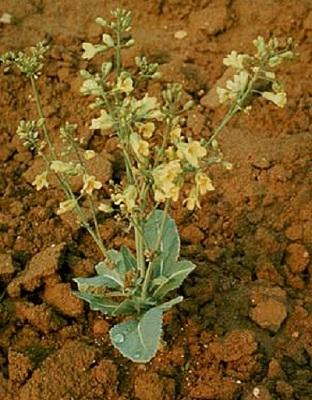 Flower Stalks Form or Bolting of Vegetables | University of Maryland ...