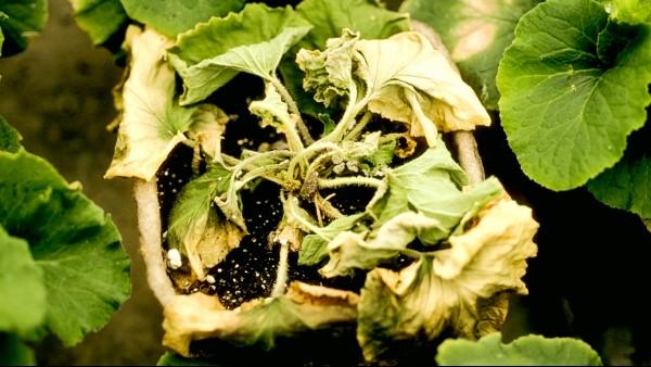 Root, Crown, and Stem Rots on Flowers | University of Maryland Extension