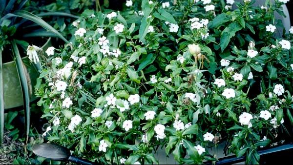 Root, Crown, and Stem Rots on Flowers | University of Maryland Extension