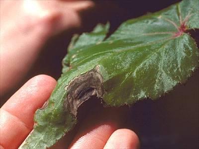 Fungal Leaf Spots on Indoor Plants | University of Maryland Extension
