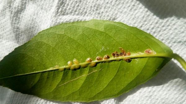 Scale Insects on Indoor Plants | University of Maryland Extension