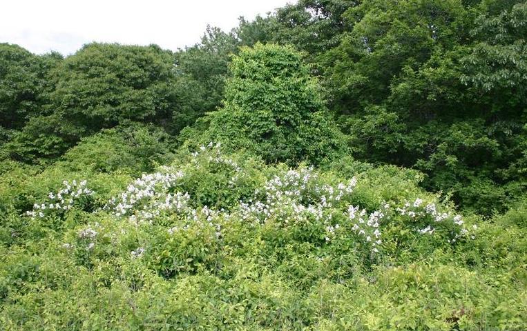 Multiflora Rose | University of Maryland Extension