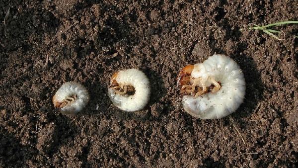 Identification of Grubs in Lawns | University of Maryland Extension