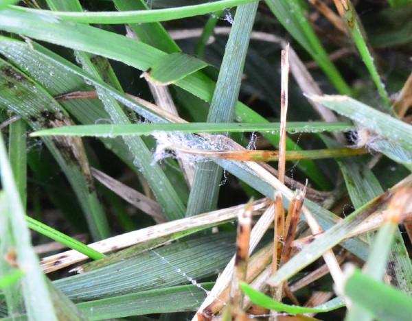 Brown Patch - Lawns | University of Maryland Extension