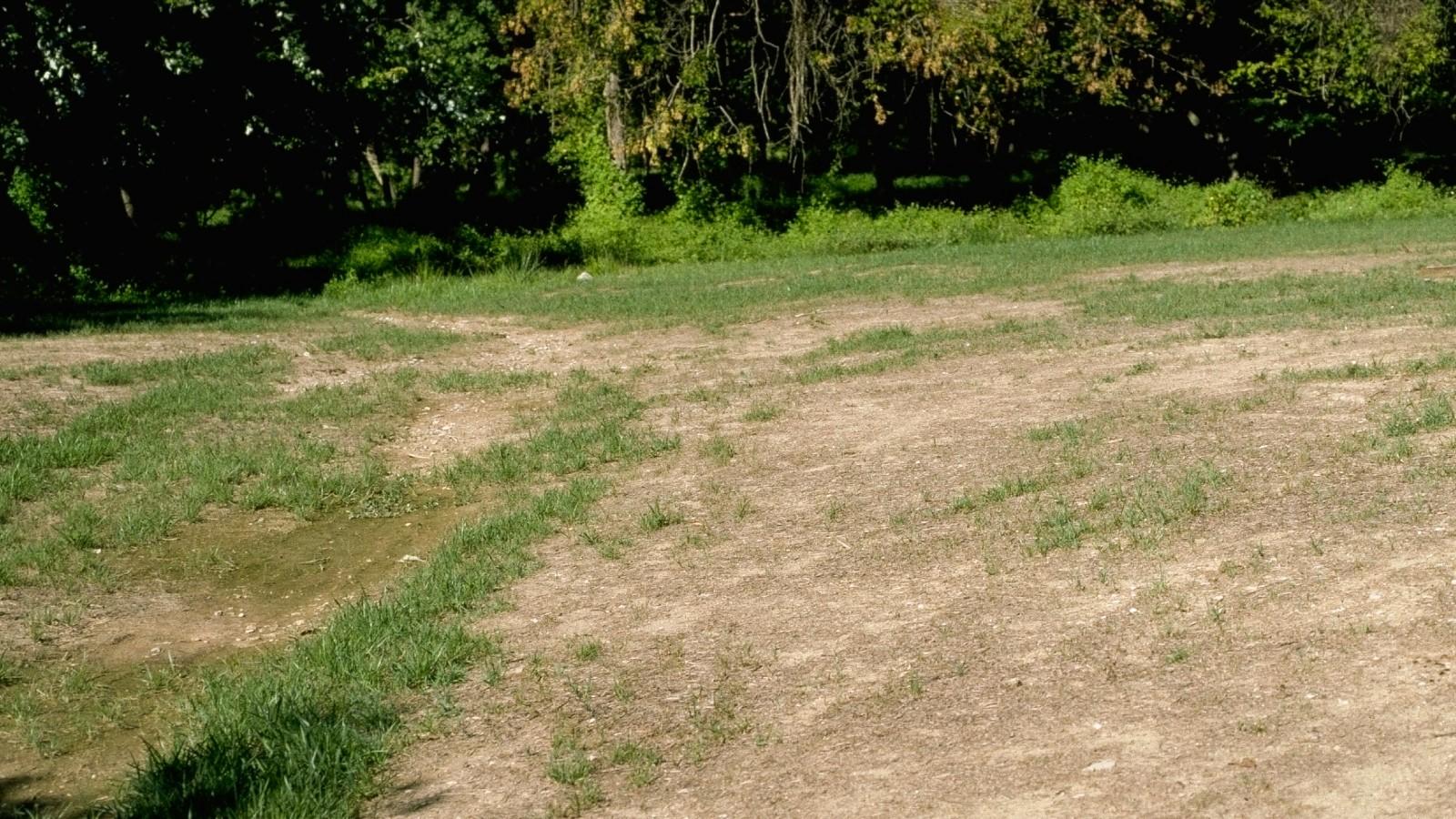 Drought Damage on Lawns | University of Maryland Extension