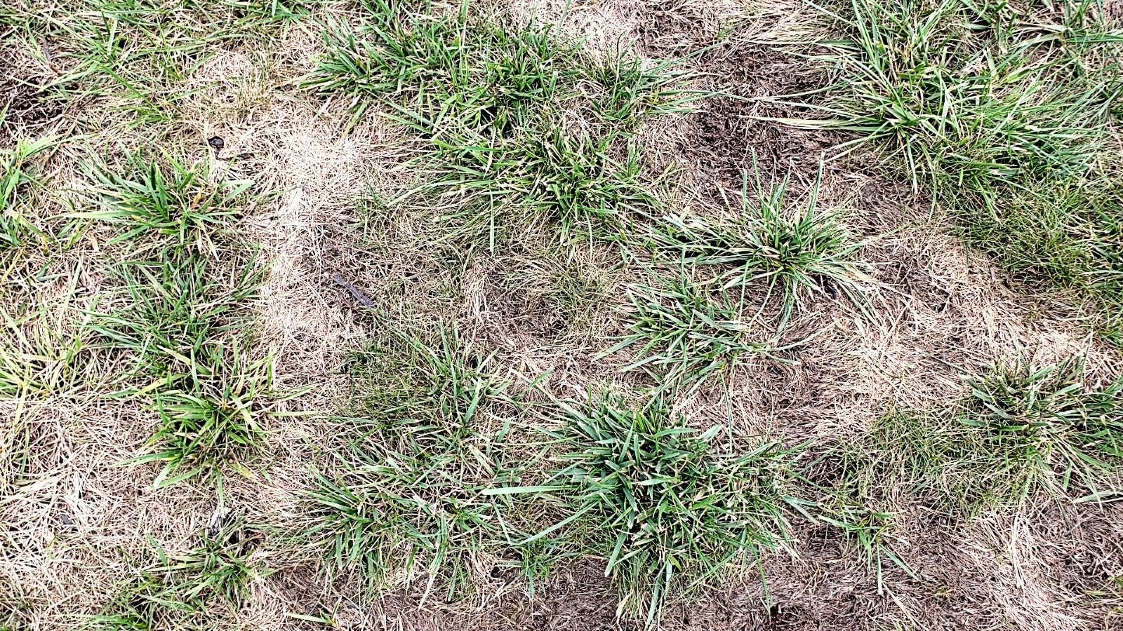 Seedling Problems - Lawns | University of Maryland Extension