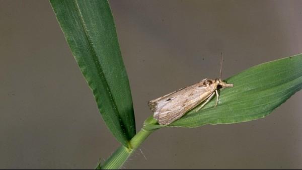 Sod Webworm - Lawns | University of Maryland Extension