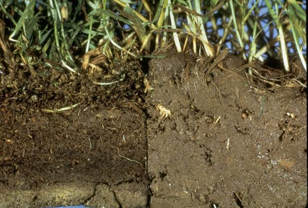 Excess Thatch in Lawns | University of Maryland Extension