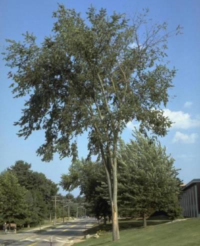 Dutch Elm Disease of Trees | University of Maryland Extension