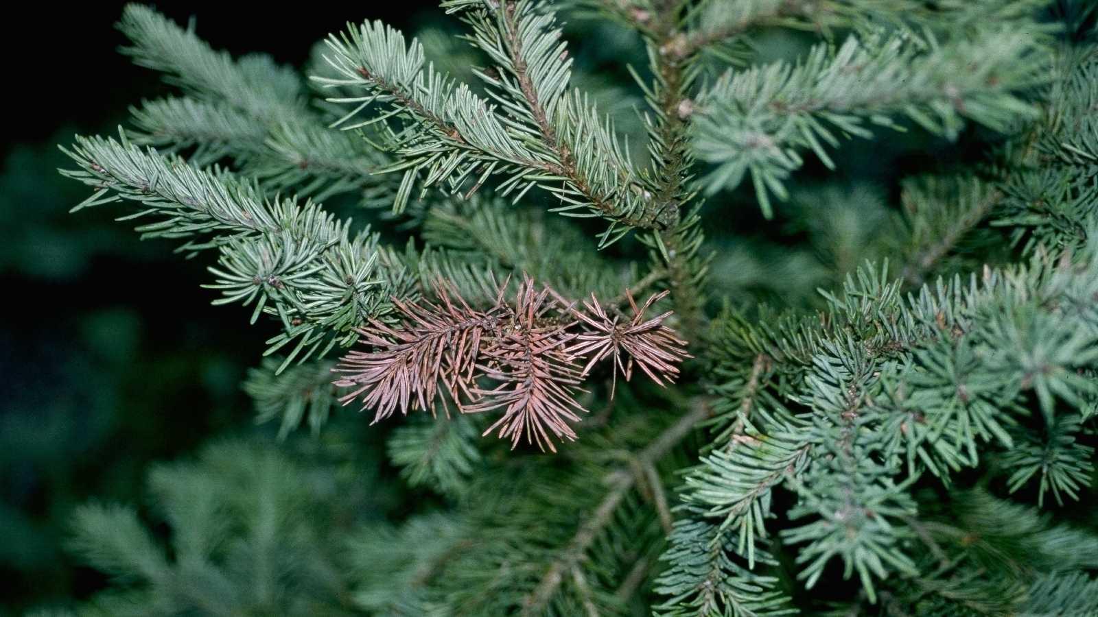 Needle Cast Diseases of Evergreen Trees | University of Maryland Extension