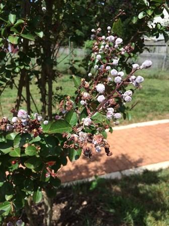 Powdery Mildew Disease on Trees and Shrubs | University of Maryland ...