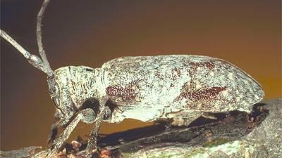 Twig Girdlers and Twig Pruners on Trees | University of Maryland Extension