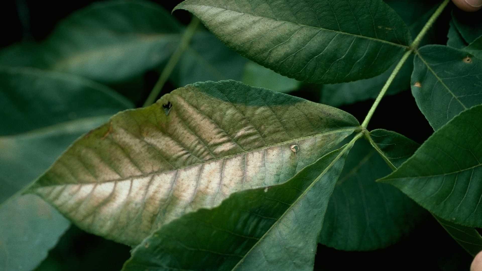 What Causes Trees and Shrubs to Die? | University of Maryland Extension
