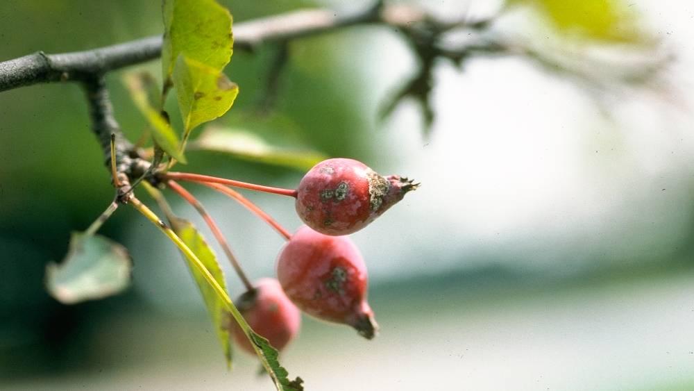 Apple Scab Disease | University of Maryland Extension