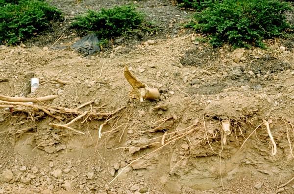 What Causes Trees and Shrubs to Die? | University of Maryland Extension