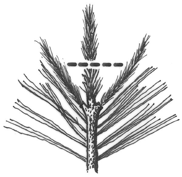 Pruning Trees in the Home Landscape | University of Maryland Extension