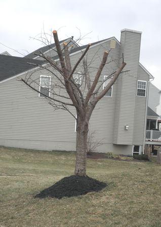 Pruning Trees in the Home Landscape | University of Maryland Extension