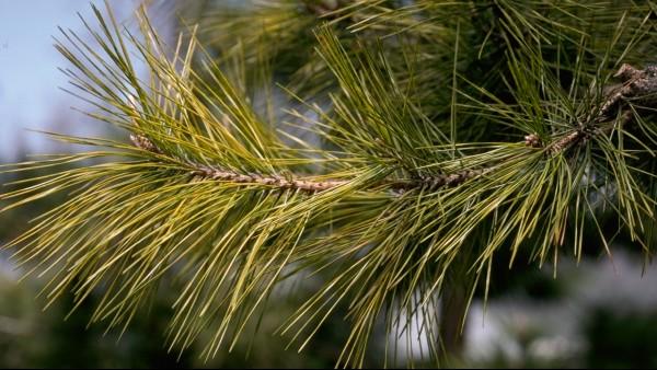 Conifer Bark Beetles on Trees and Shrubs | University of Maryland Extension