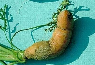 Deformed Root Crop Vegetables | University of Maryland Extension