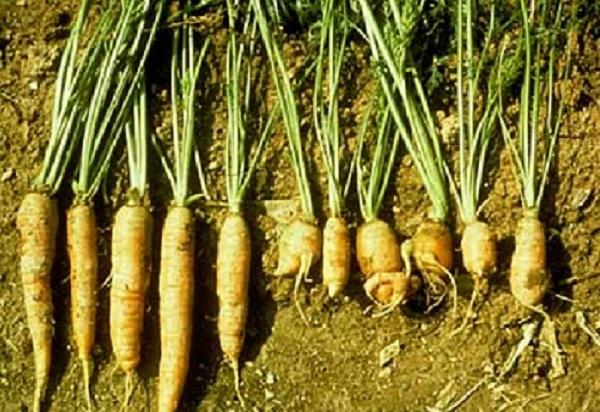 Deformed Root Crop Vegetables | University of Maryland Extension