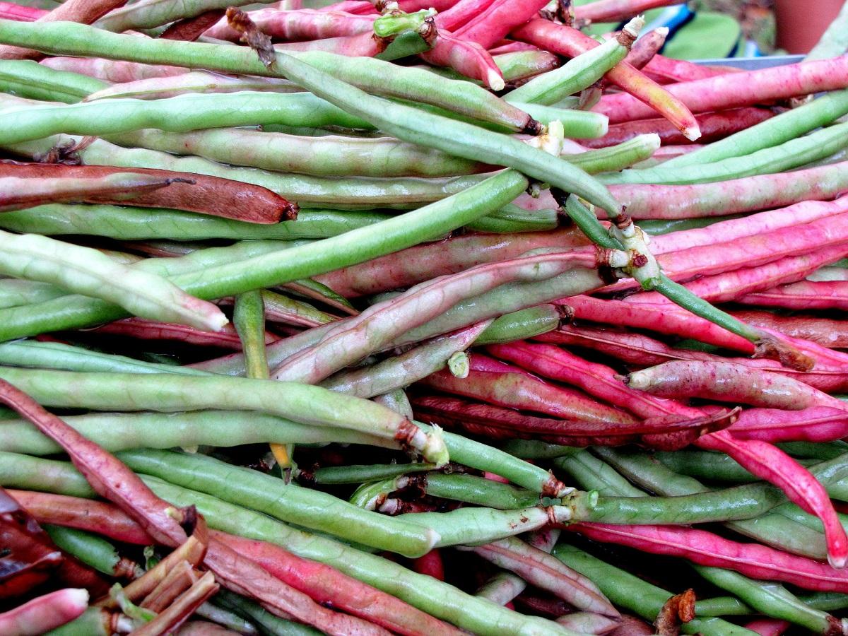 Growing Southern Peas in a Home Garden | University of Maryland Extension