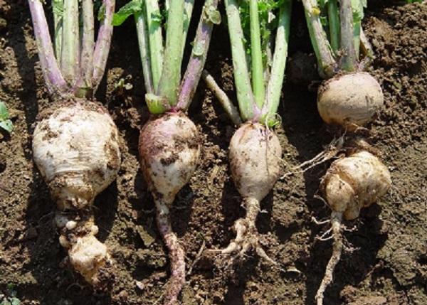 Club Root of Vegetables | University of Maryland Extension