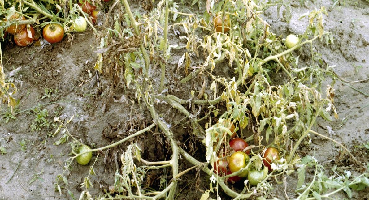 Fusarium Wilt of Tomatoes in a Home Garden | University of Maryland ...