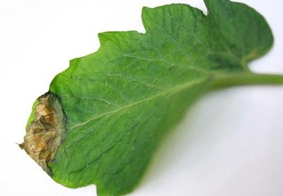 Late Blight of Tomato and Potato | University of Maryland Extension