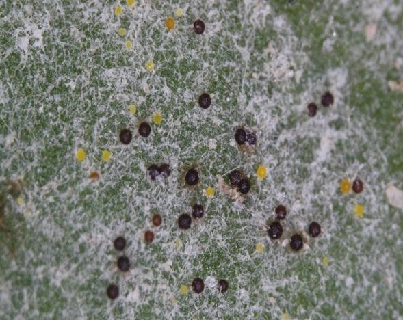 Powdery Mildew on Vegetables | University of Maryland Extension