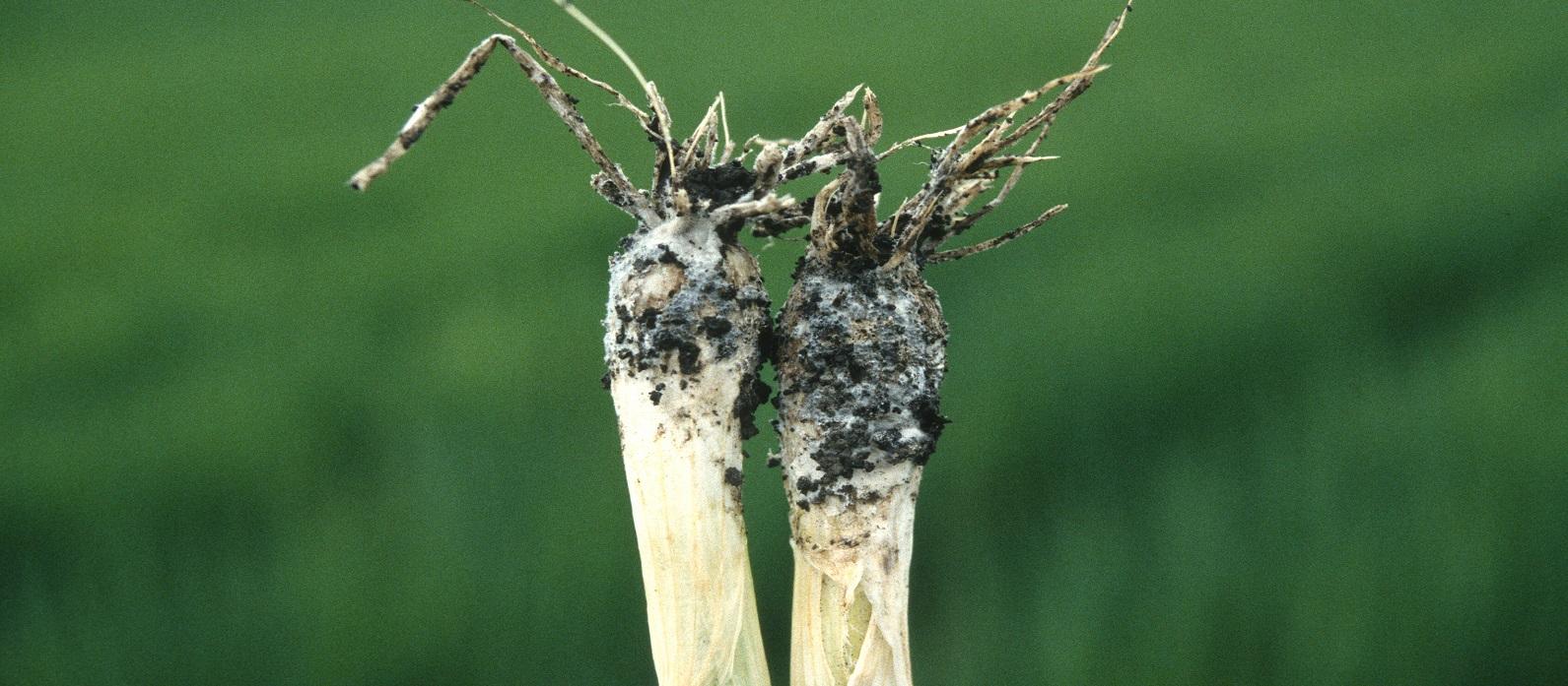 White Rot of Alliums in the Home Garden | University of Maryland Extension